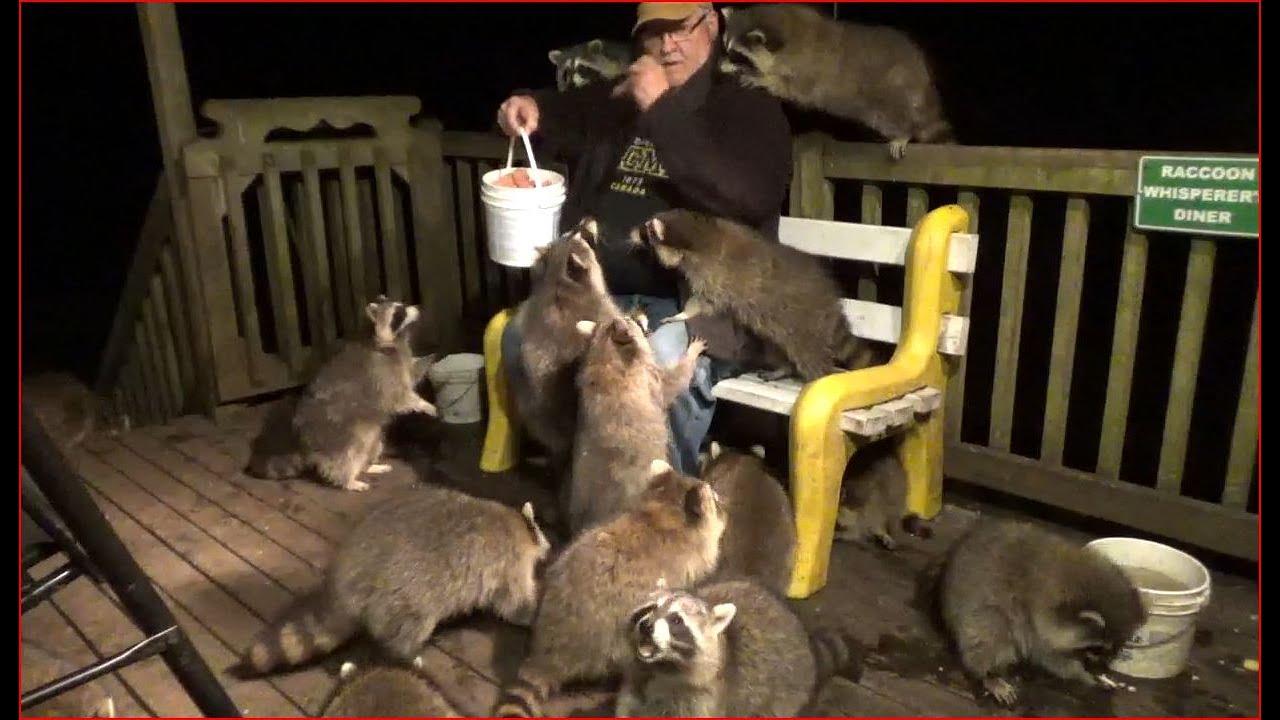 Canadian "Raccoon Whisperer" Has Been Feeding Wild Raccoons Every Night ...
