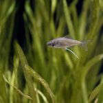 Microfishing - When the Tiniest Fish Becomes the Biggest Catch