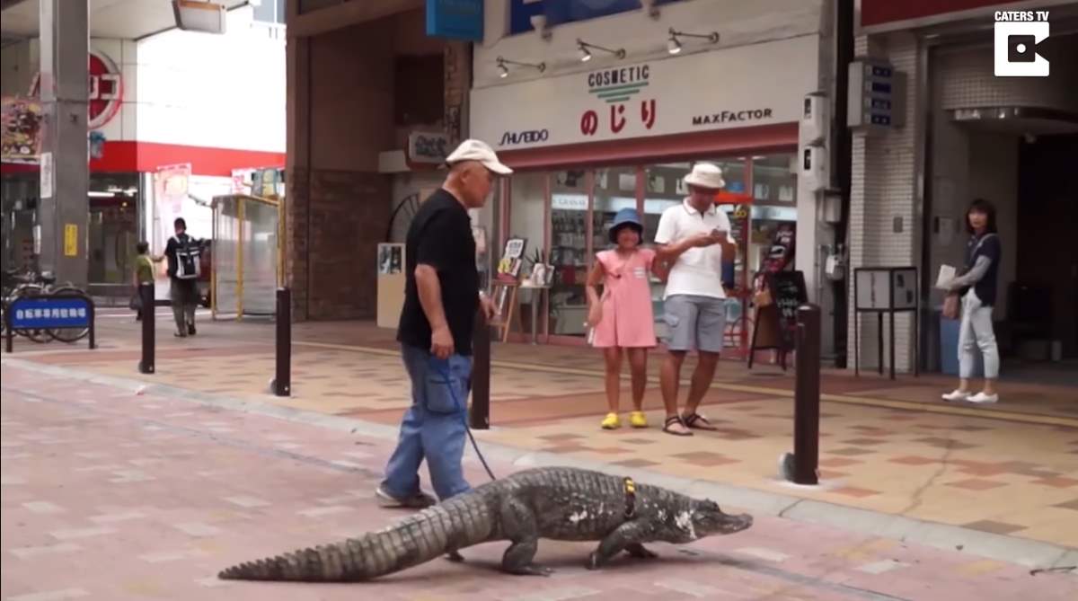 Japanese Family Has Been Sharing Their Home With 7-Foot-Long Crocodile ...