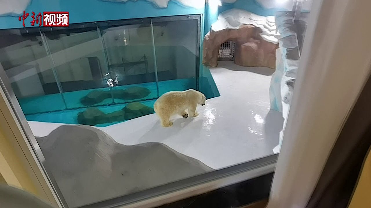 Controversial Polar Bear Hotel Offers 24/7 Views of Captive Polar Bears