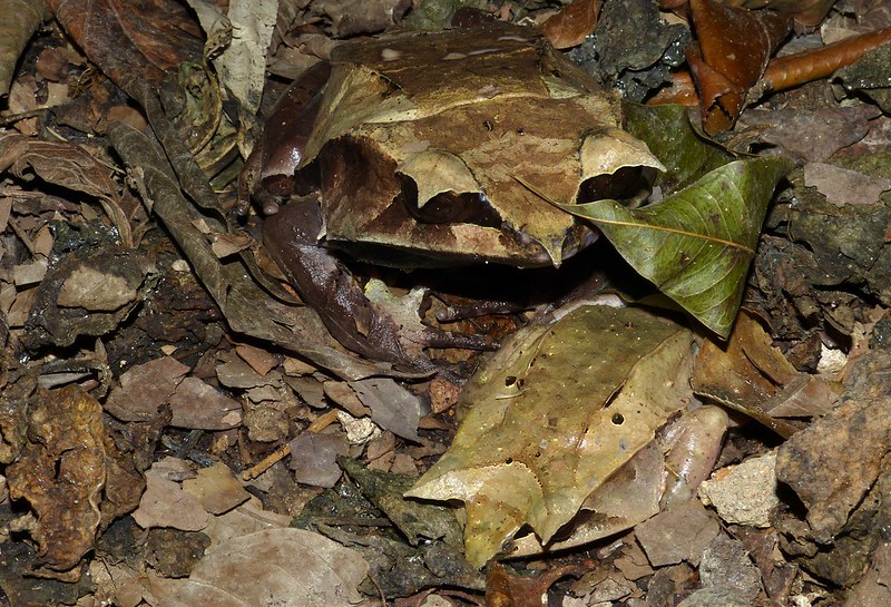 The Malayan Leaf Frog Lives Up to Its Name