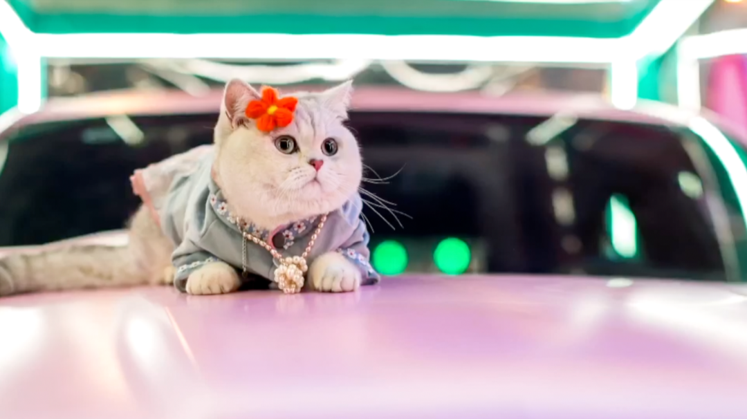 Meet Mao Mao, a Feline Car Model That Earns More Than Most Humans
