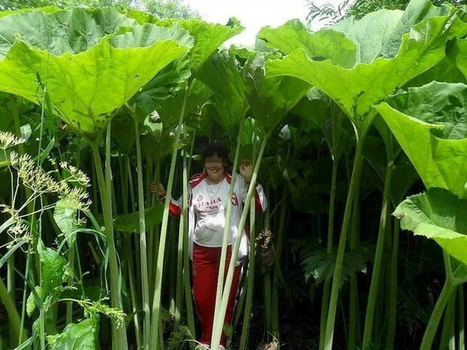 The Legendary Giant Plants of Sakhalin