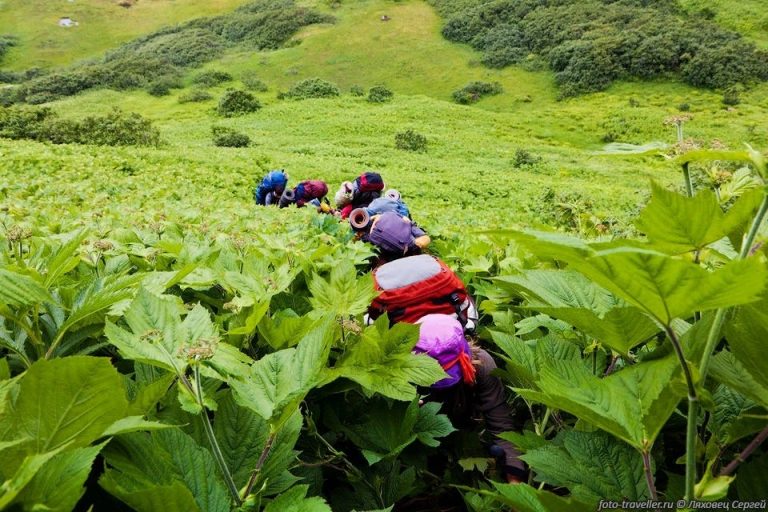 The Legendary Giant Plants of Sakhalin