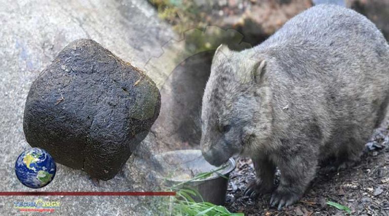 Wombats Produce Square-Shaped Droppings And Now We Know How