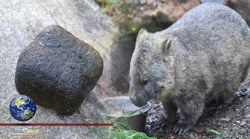 Wombat Poo Really Is Square Unreal Facts Wombat Poo Is Cube Shaped So