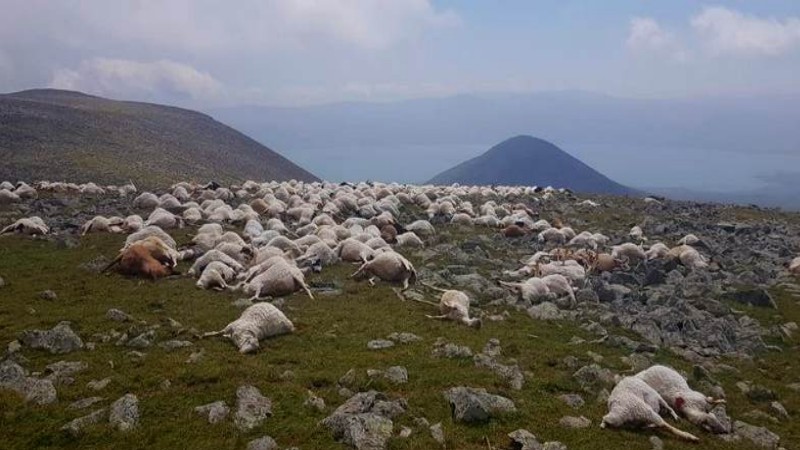 Lightning Strike Instantly Kills 550 Grazing Sheep