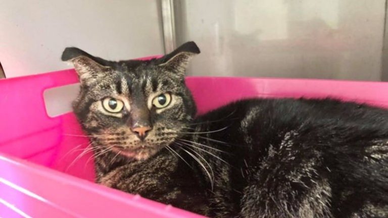 cats | Oddity Central - Collecting Oddities