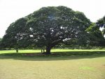 The Hitachi Tree – A Beloved Japanese Corporate Symbol That Grows in Hawaii