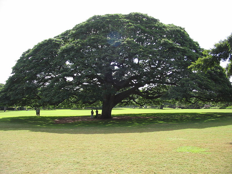 The Hitachi Tree – A Beloved Japanese Corporate Symbol That Grows in Hawaii