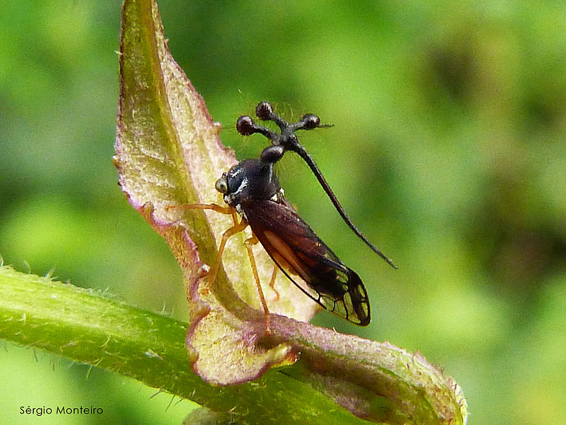 The Brazilian Treehopper – The Most Alien-Looking Creature on Earth