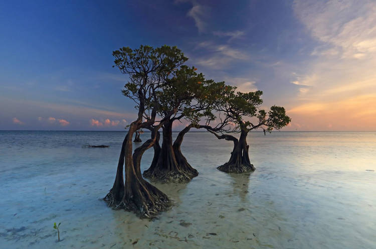 The Dancing Mangrove Trees of Sumba Island The Dancing Mangrove Trees of Sumba Island