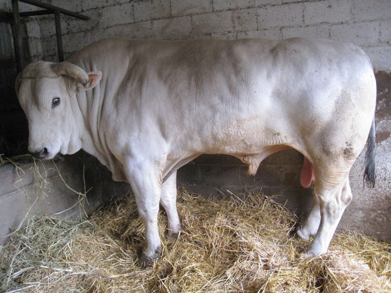Chianina – The World’s Largest Domesticated Cattle Breed