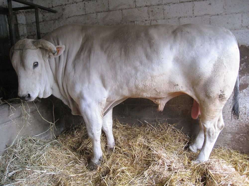 Chianina – The World’s Largest Domesticated Cattle Breed
