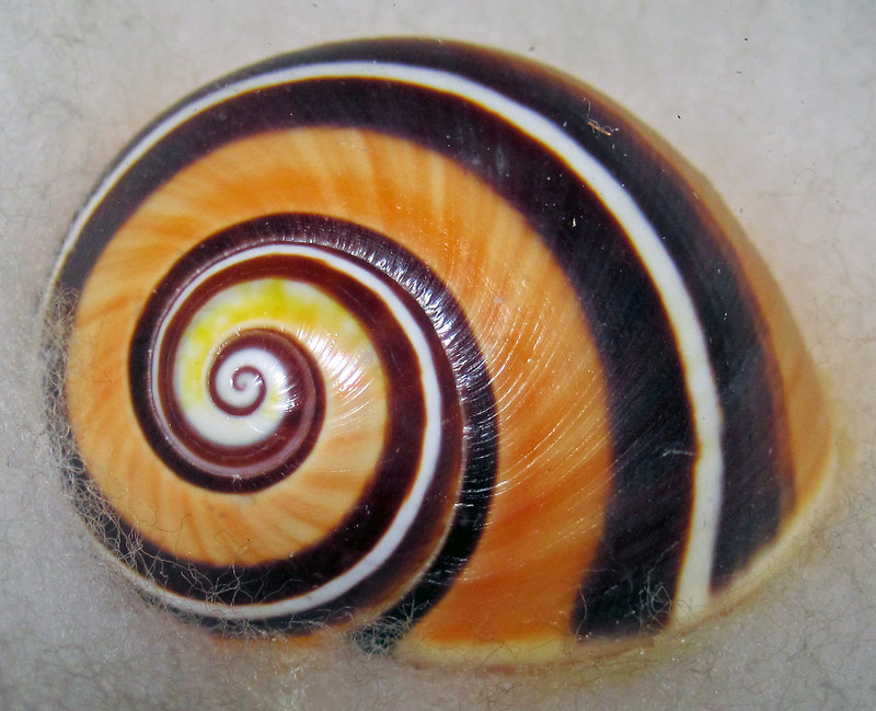 Cuban Painted Snails – Probably the World’s Most Beautiful Gastropods