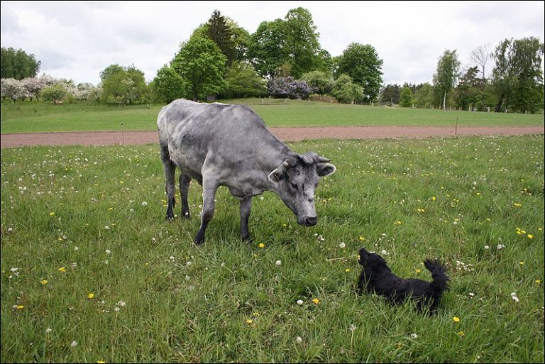 Latvia’s Iconic Blue Cows