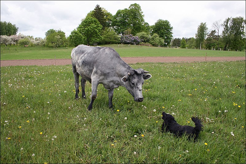 Latvia’s Iconic Blue Cows