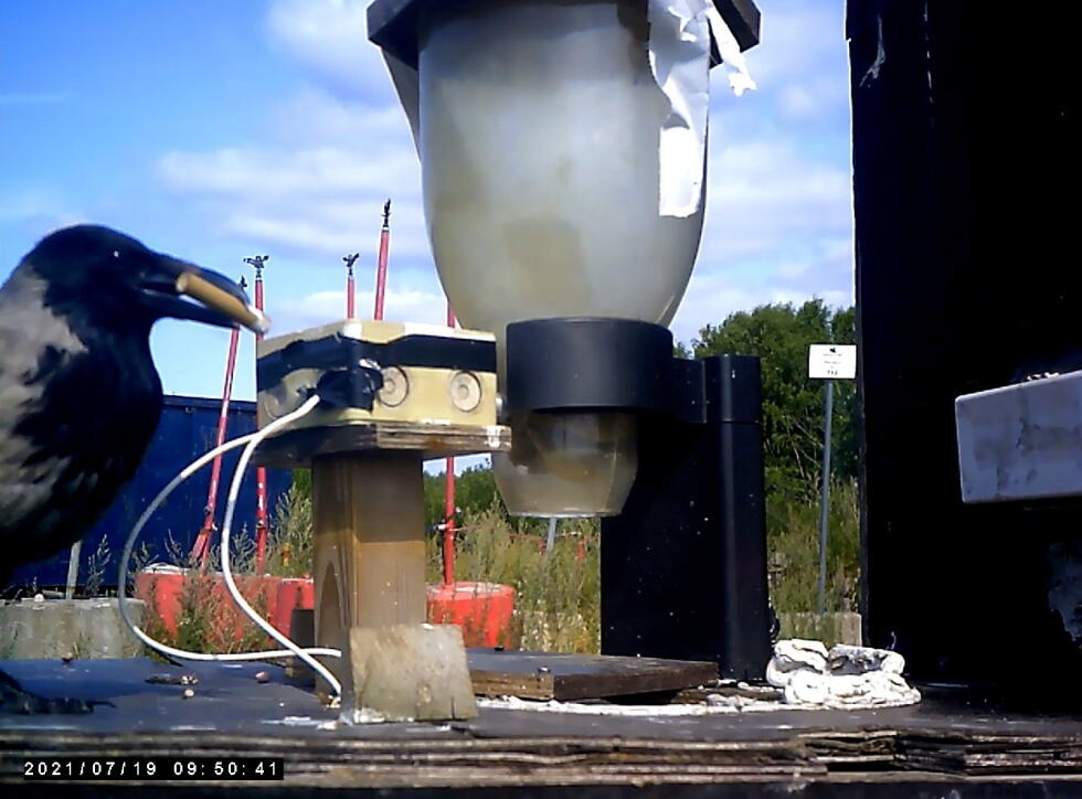 Swedish Startup Trains Crow to Pick Up Litter in Exchange for Food