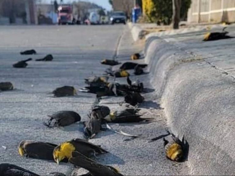 Shocking Video Shows Flock of Birds Crashing Into Pavement