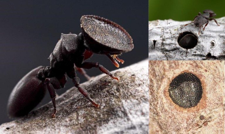 ‘Door Head Ants’ Use Their Large Flat Heads as Doors to Shut Down Their ...