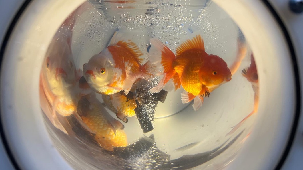 YouTuber Creates Custom Fish Tank So He Can Take His Goldfish on Walks
