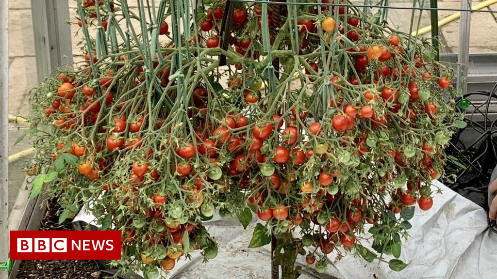 Gardener Grows 1,269 Tomatoes on a Single Plant Stem, Sets World Record