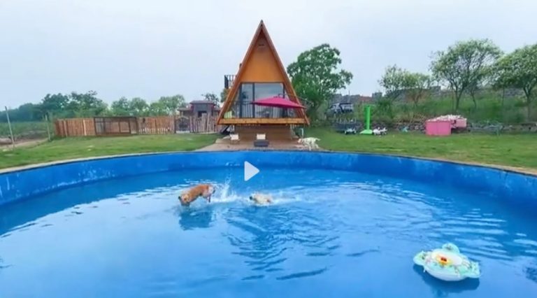 Chinese Man Builds Lavish $51,000 Mini-Mansion for Pet Dogs