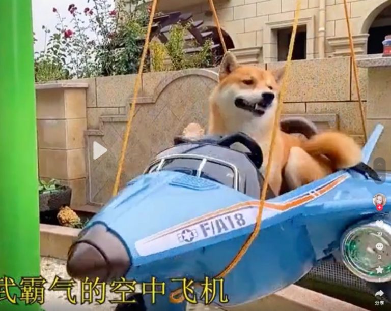 Chinese Man Builds Lavish $51,000 Mini-Mansion for Pet Dogs