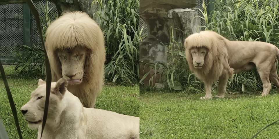 Photos of Lion With Straight Bangs Leave Millions Scratching Their Heads