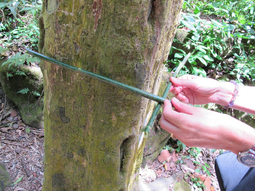 Panama’s El Valle de Anton – The Valley of Square Trees