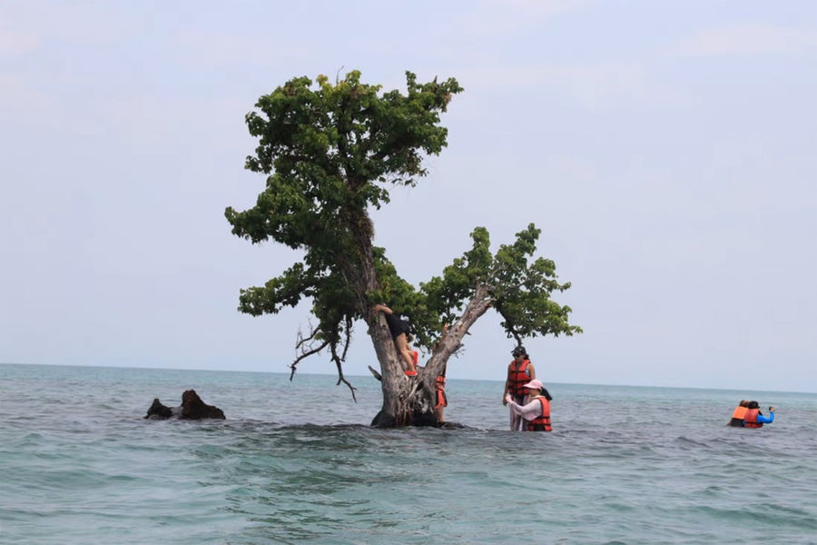 Social Media Is Killing Thailand’s Loneliest Tree