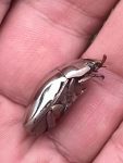 These Silver, Reflective Beetles Look Like Living Jewelry