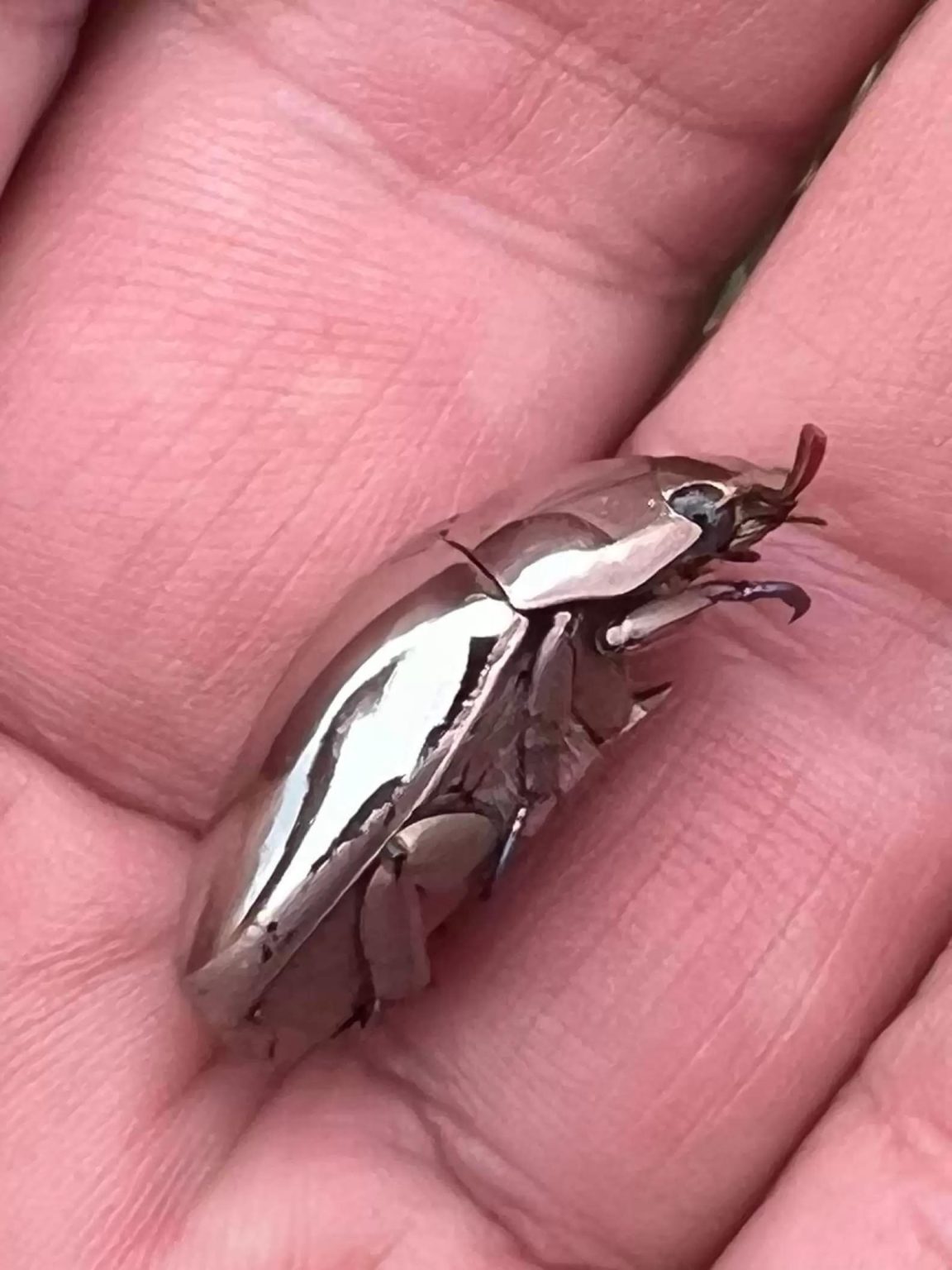 These Silver, Reflective Beetles Look Like Living Jewelry