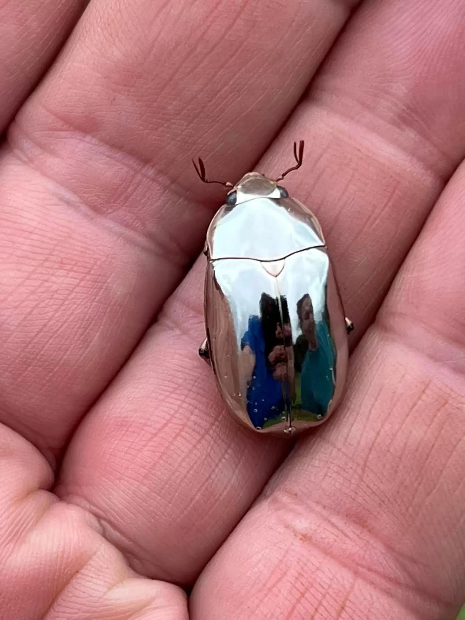 These Silver, Reflective Beetles Look Like Living Jewelry