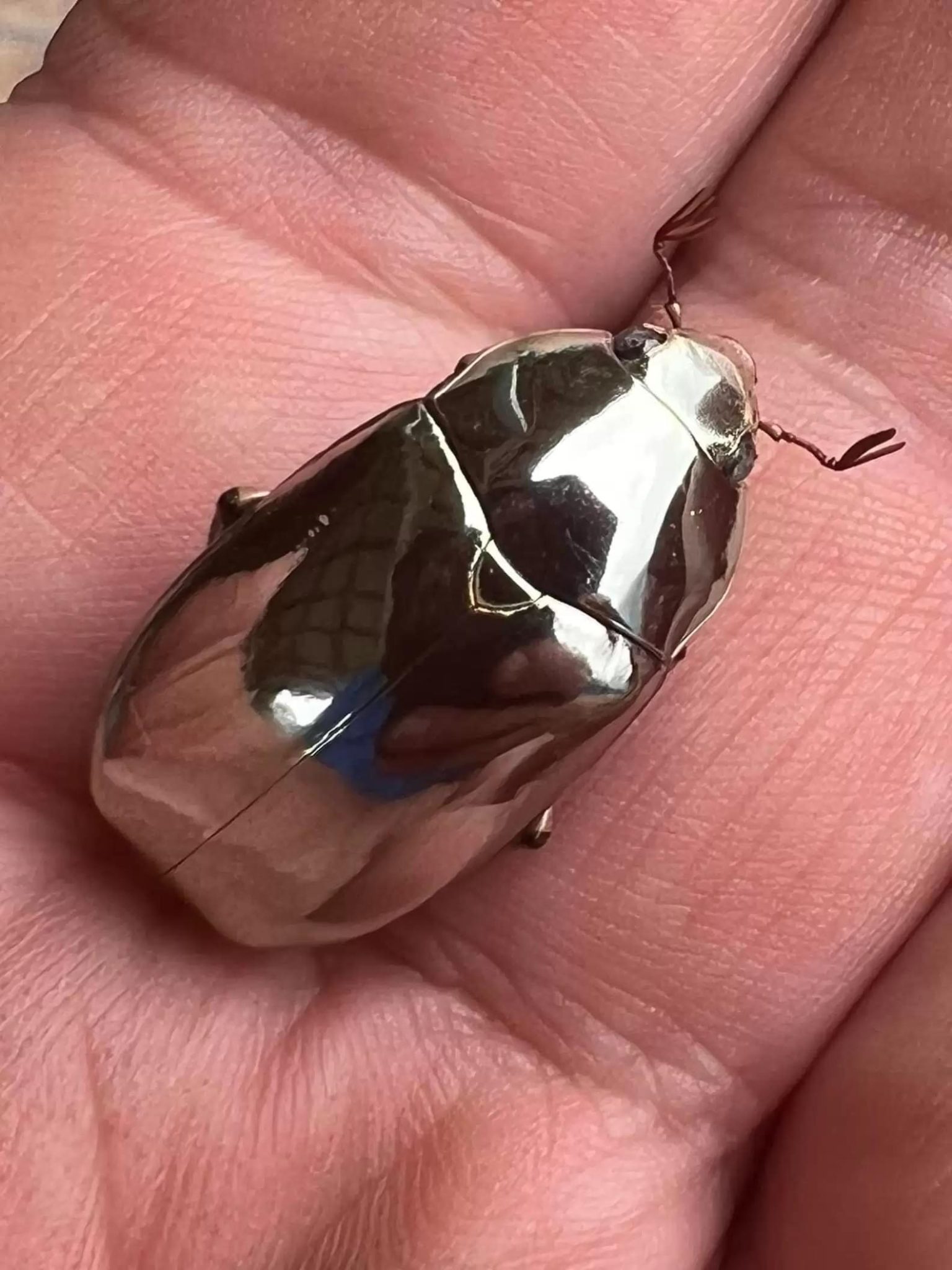 These Silver, Reflective Beetles Look Like Living Jewelry