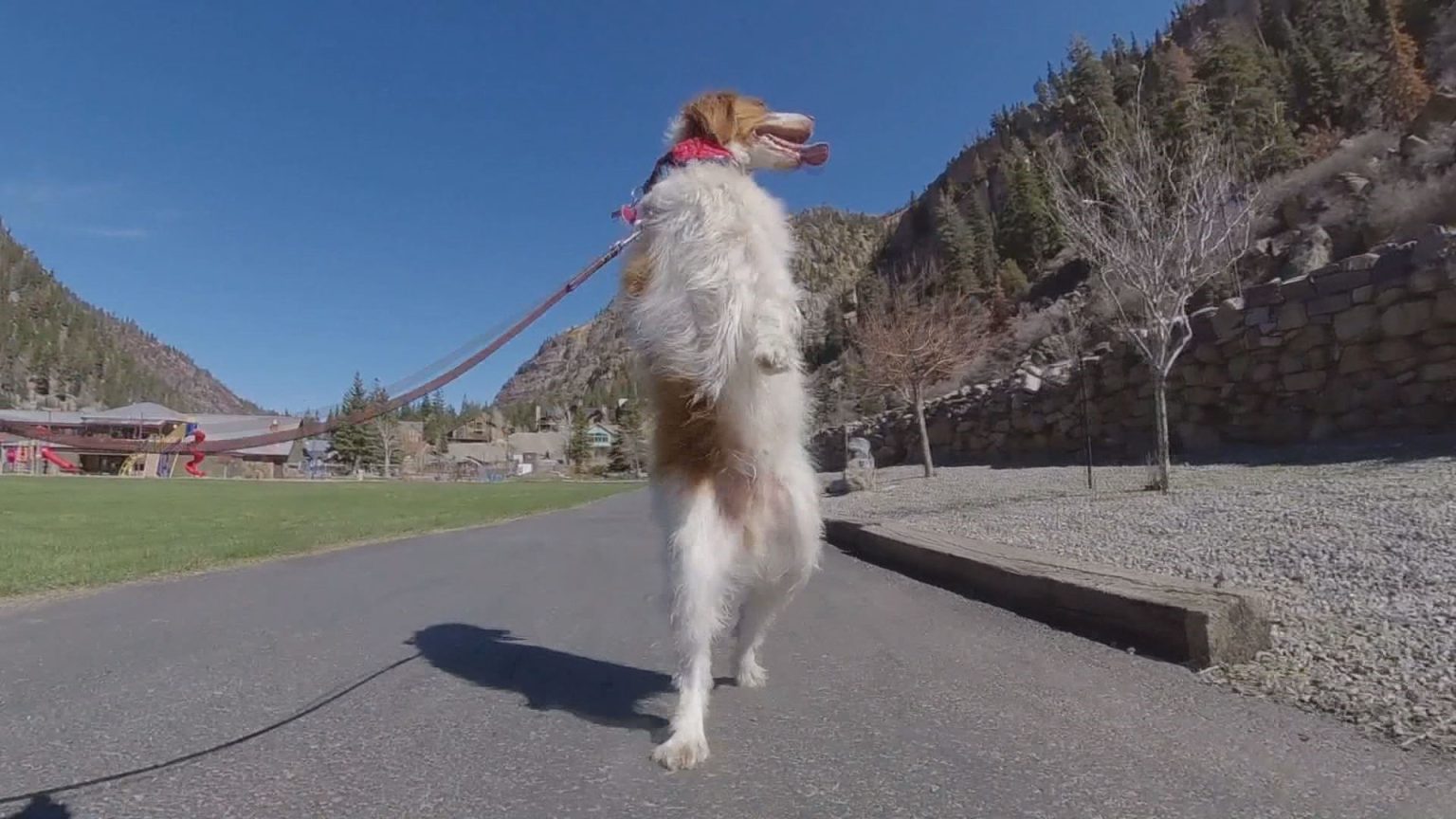 Meet Dexter, the Dog That Learned to Walk Like a Human