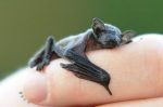 The Bumblebee Bat Is the World’s Smallest Mammal, Weighs Only 2 Grams