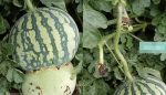 Chinese Farmer Claims to Have Created Half-Melon Half-Watermelon Hybrid ...
