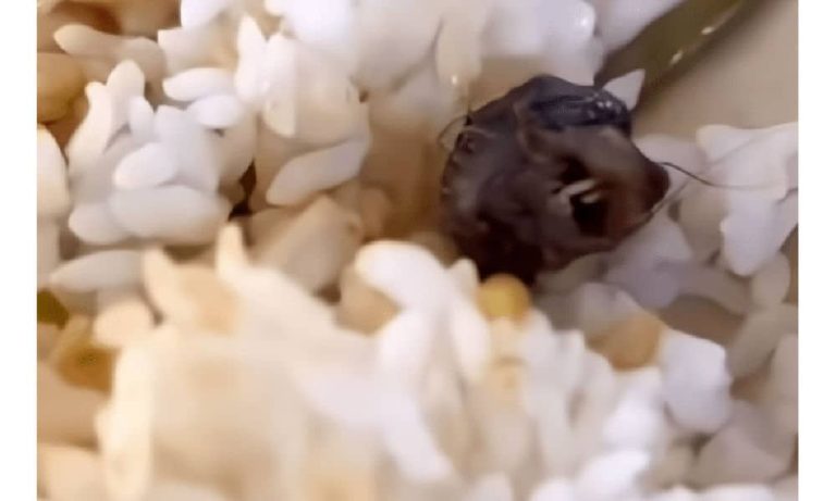 Student Finds Rat Head in School Lunch, School Insists It’s a Duck