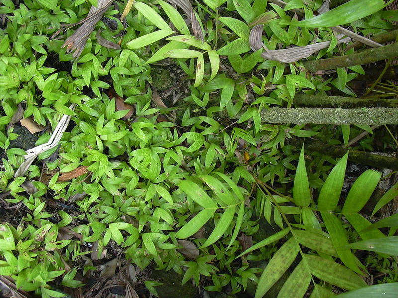 Newly Discovered Species of Palm Tree Flowers and Bears Fruit ...