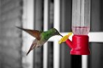 Kindhearted Woman Turns Her Apartment into a Hummingbird Hospital