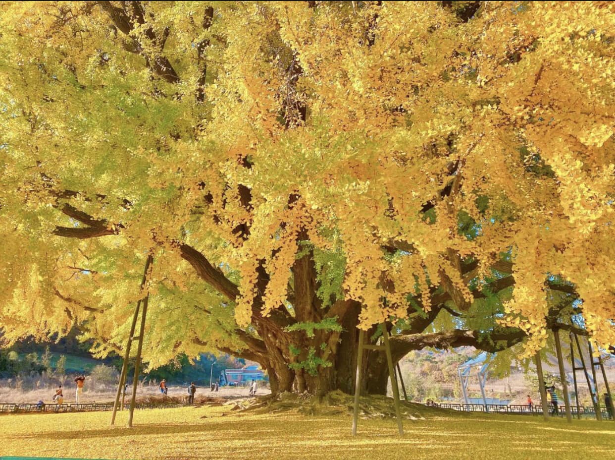 South Korea’s Majestic 860-year-Old Ginkgo Tree