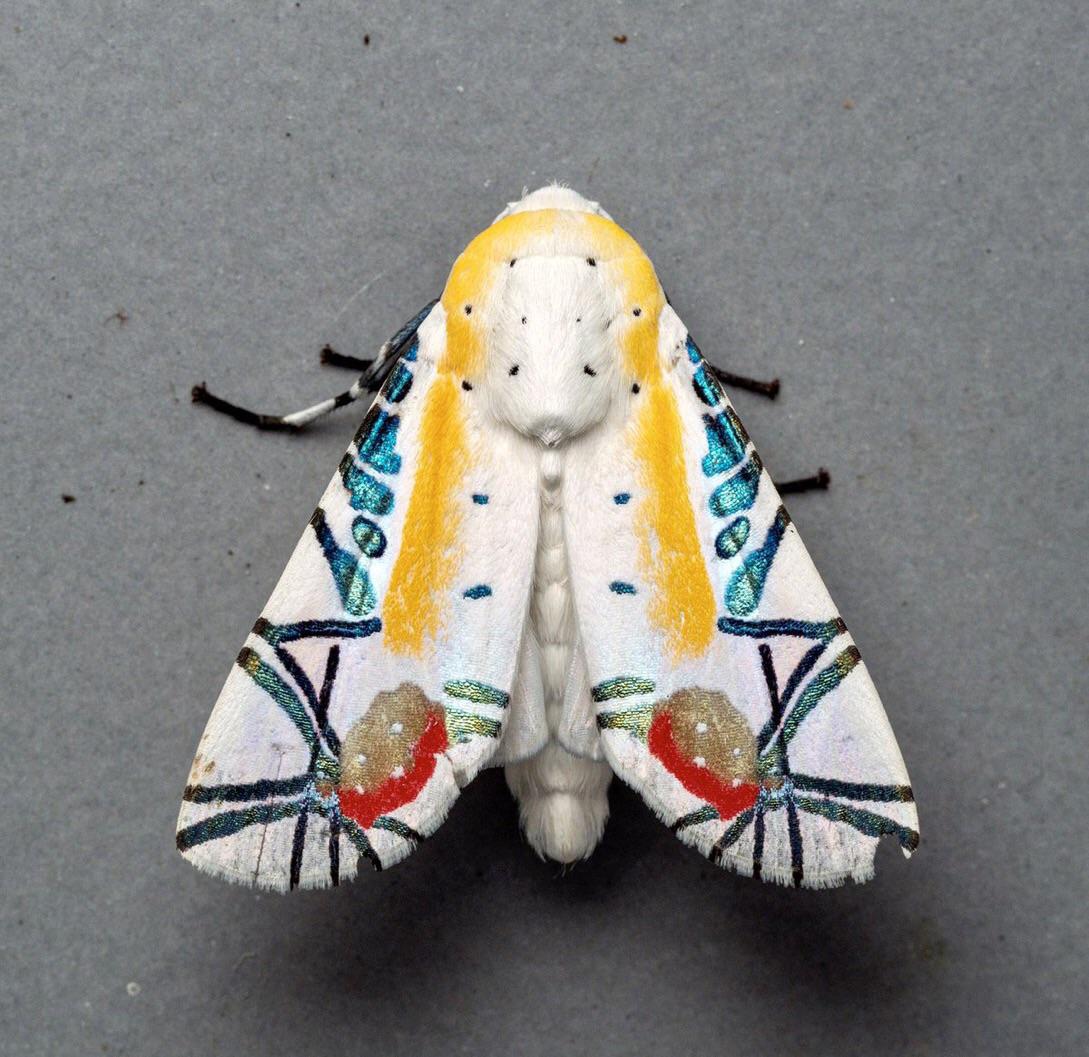 The Picasso Moth Is Truly a Living Work of Art