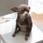 Incredibly Realistic Wool Felt Dog Took Over 500 Hours to Complete