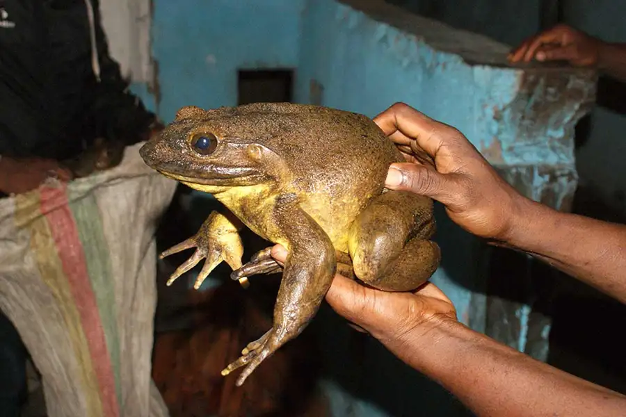 The Goliath Fog - The World's Largest Frog
