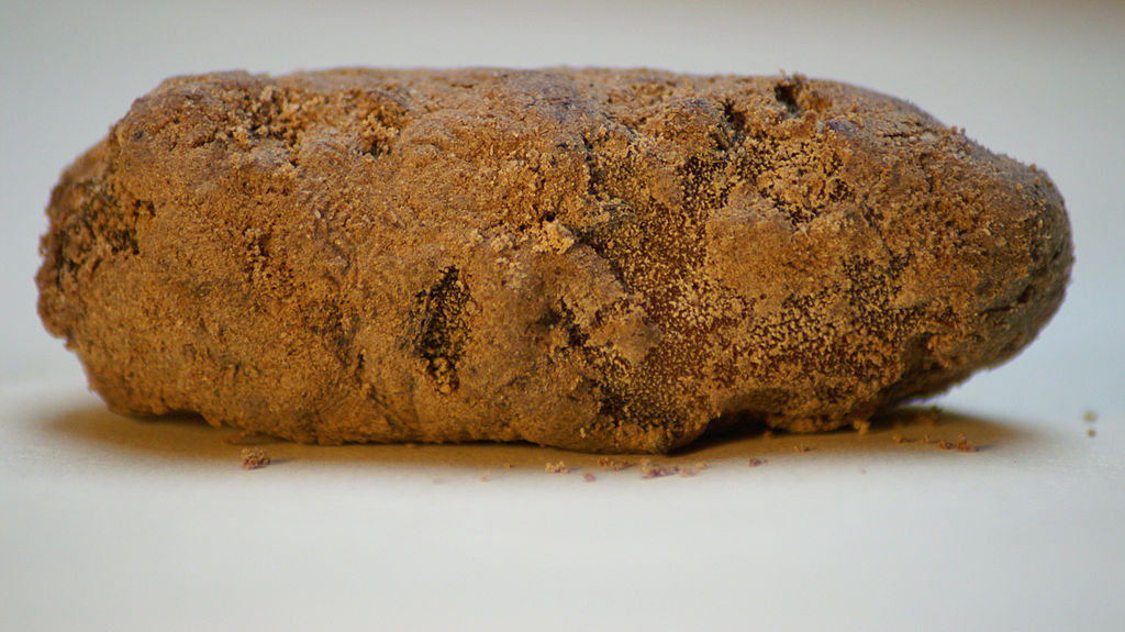 Milbenkäse – The Rare German Cheese Infested with Live Mites