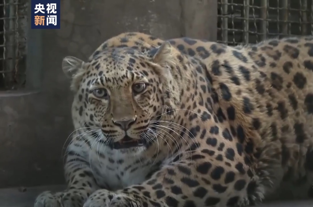 Zoo Tries to Make Obese Leopard Lose Weight, Fails