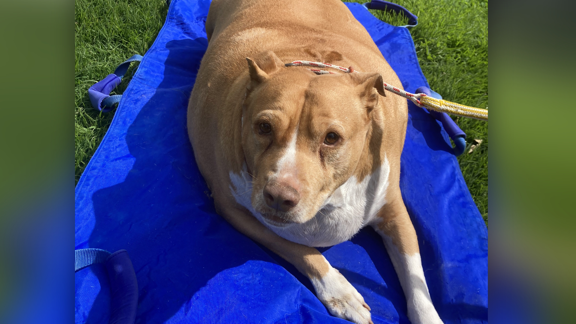 Woman Gets Two Months in Jail for Overfeeding Pet Dog to Death