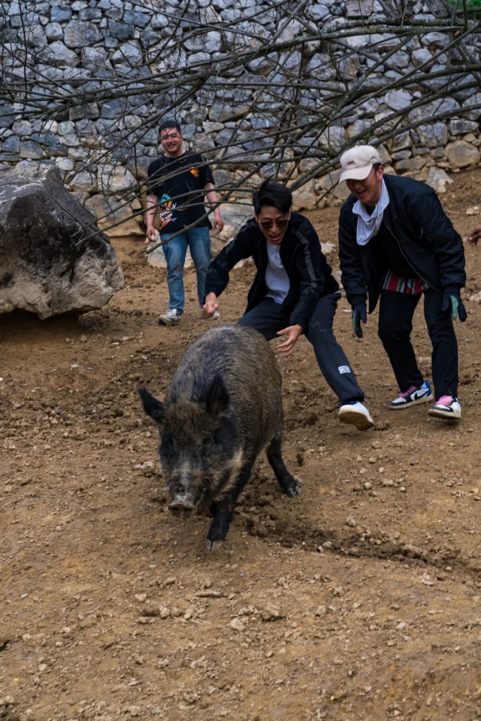 Scenic Spot Allegedly Lets Tourists Catch Wild Boars with Their Bare Hands