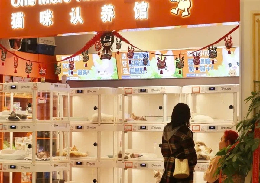 The Dark Side of China’s “Free Cat” Vending Machines